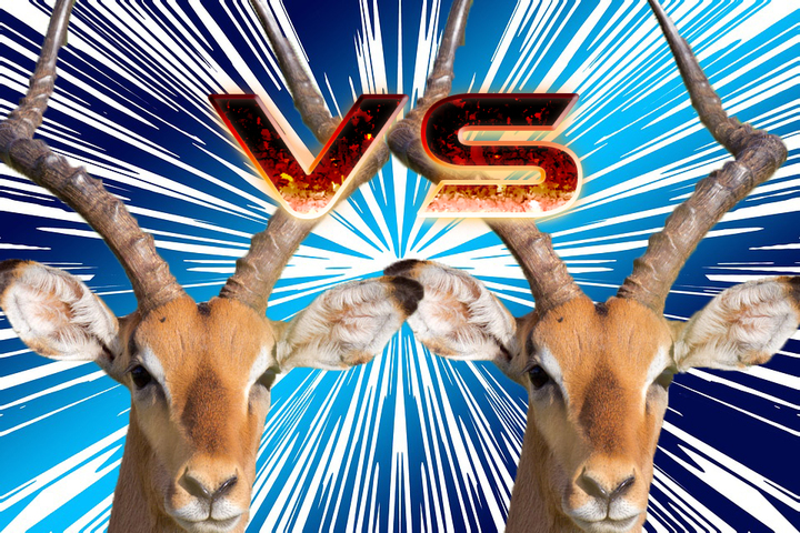 Mascot Melee! Playoffs Round 3 | Texas HS Football